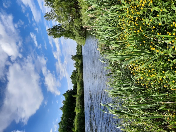 А вы любите лес?, seyl — Advego.com