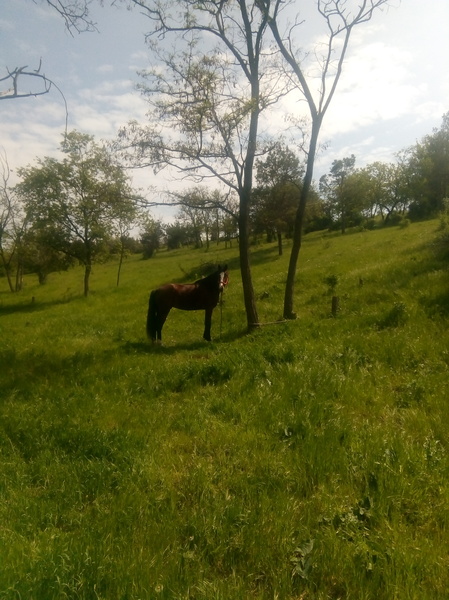 А вы любите лес?, seyl — Advego.com