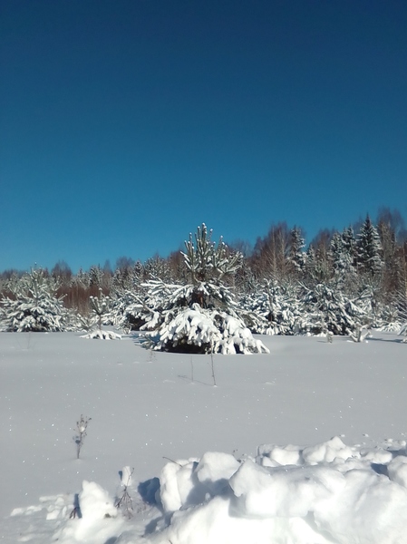 А вы любите лес?, seyl — Advego.com