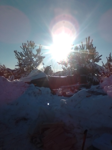 А вы любите лес?, seyl — Advego.com