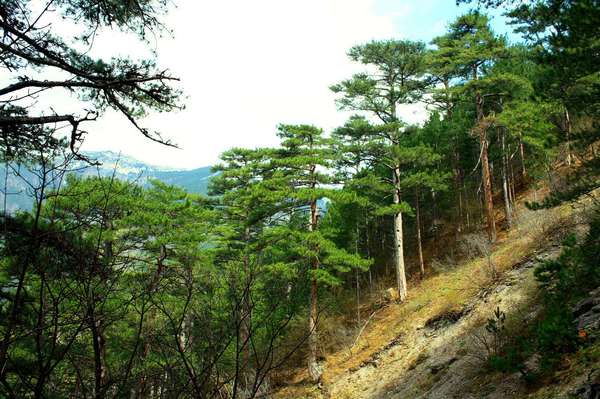 А вы любите лес?, seyl — Advego.com