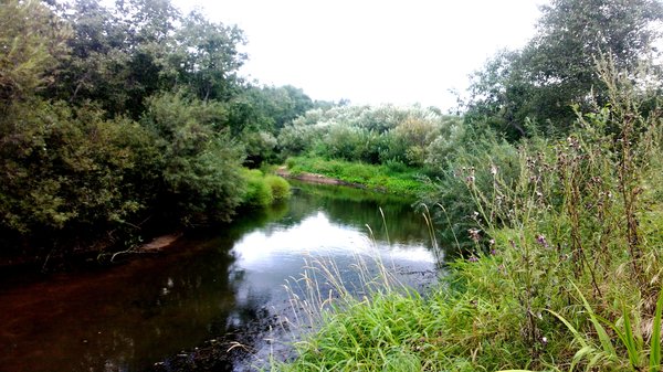 А вы любите лес?, seyl — Advego.com